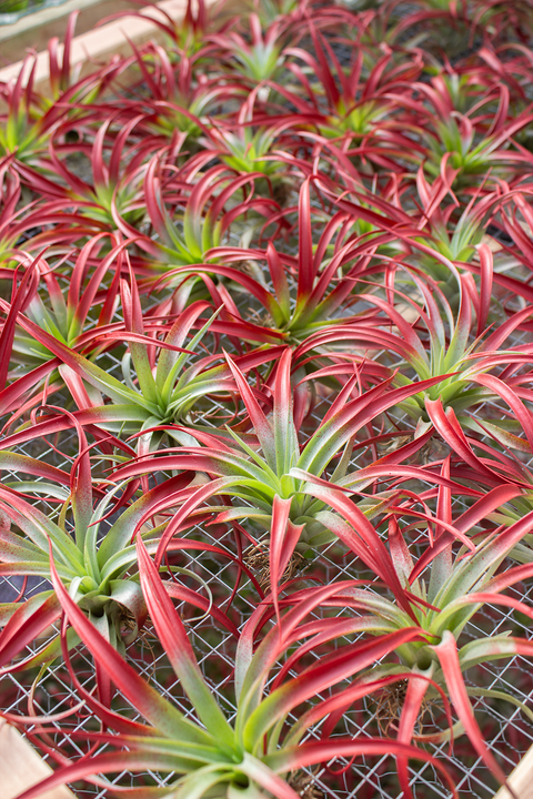 Wholesale Colorful Air Plants | Red Air Plants – Plantaflor USA, Inc.