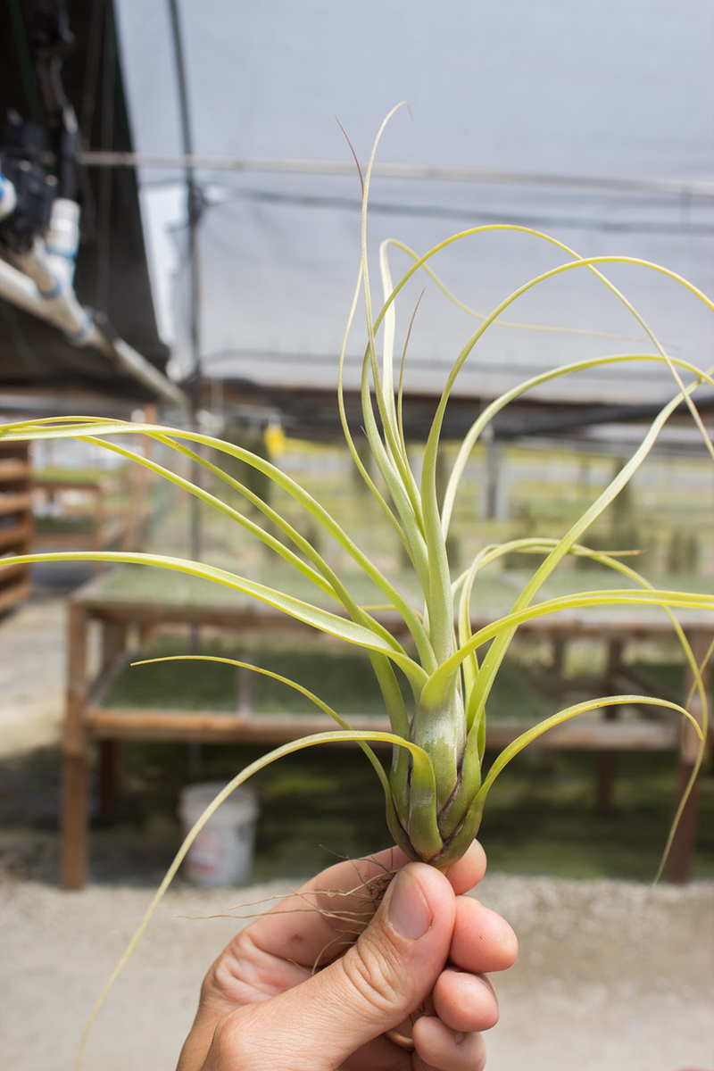 Balbisiana – Plantaflor USA, Inc.