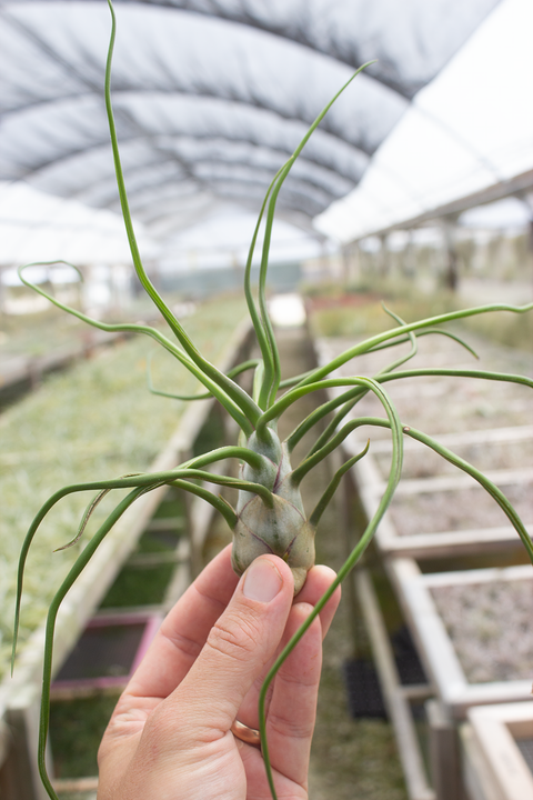 Bulbosa Giant Form FAT BASE (Belize) 8" – Plantaflor USA, Inc.
