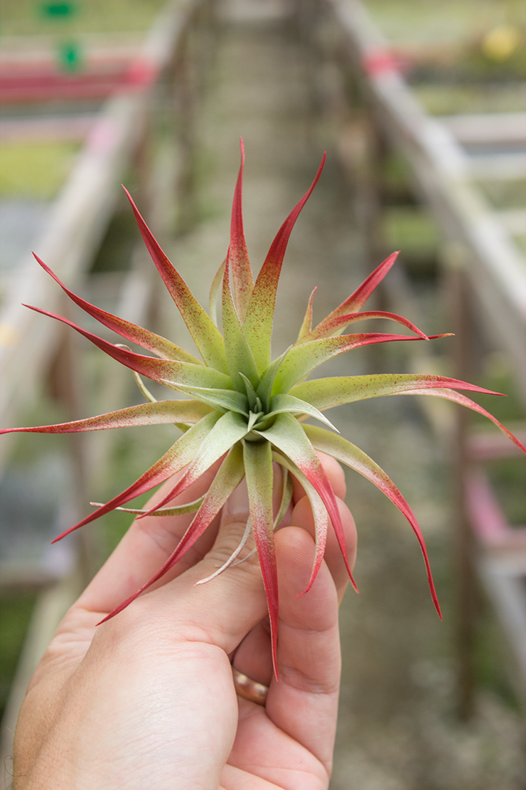 Wholesale Colorful Air Plants | Red Air Plants – Plantaflor USA, Inc.