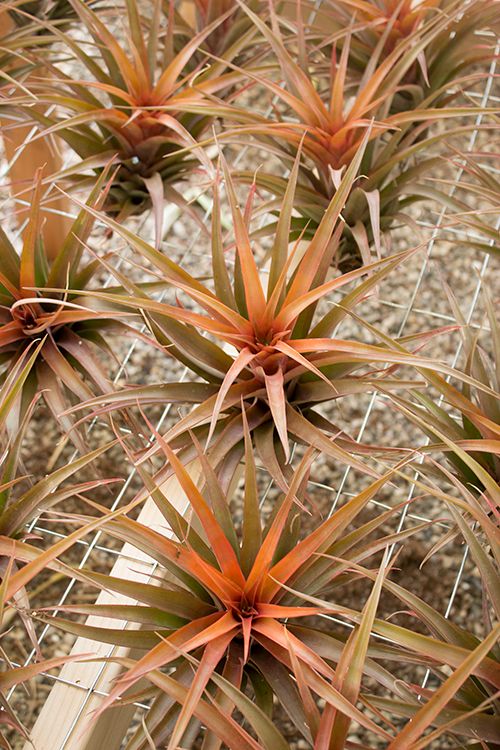 Capitata Guzmanoides – Plantaflor USA, Inc.
