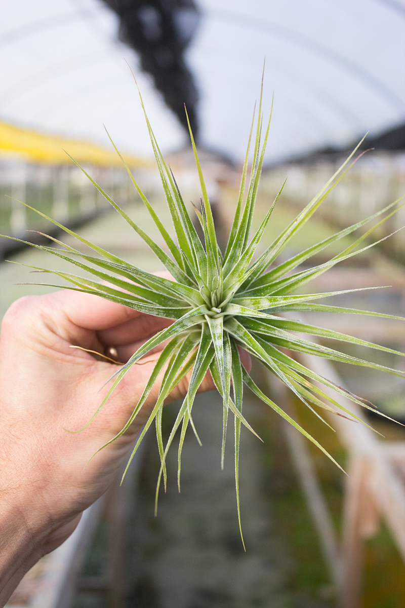 Stricta Inverta – Plantaflor USA, Inc.