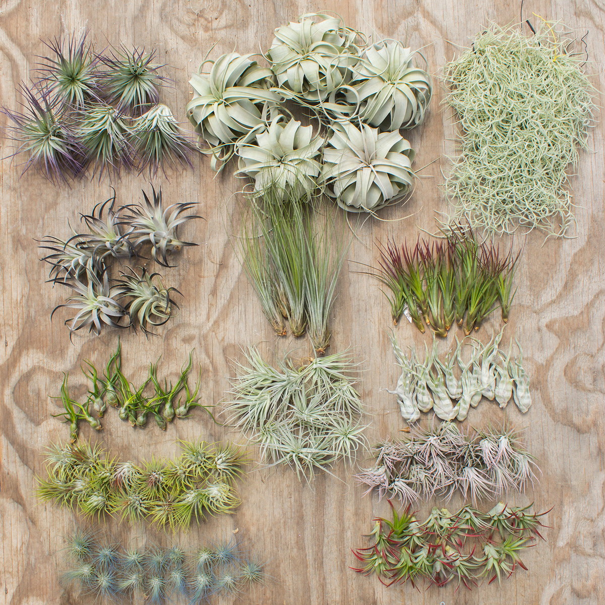 Wholesale Air Plant Starter Bundle With Color – Plantaflor USA, Inc.