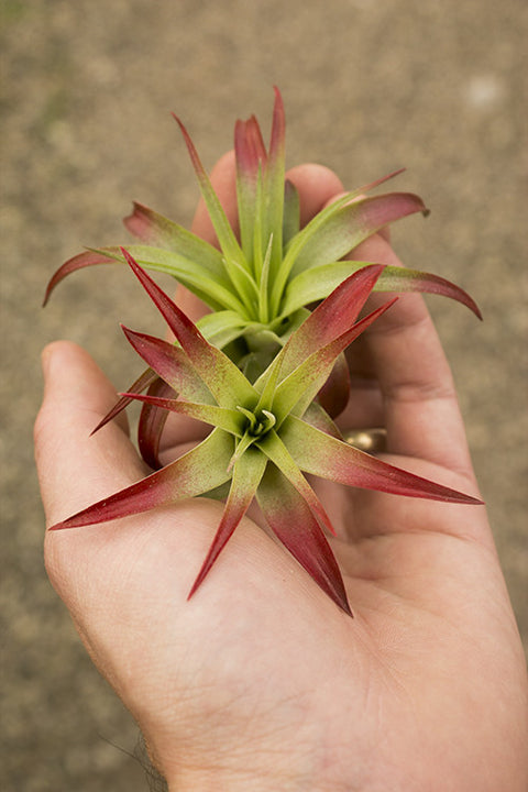 Wholesale Colorful Air Plants | Red Air Plants – Plantaflor USA, Inc.