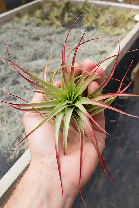 Wholesale Colorful Air Plants | Red Air Plants – Plantaflor USA, Inc.