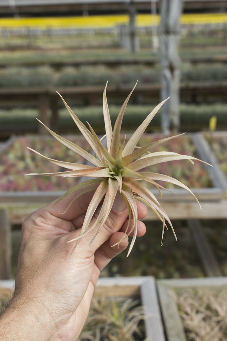 Capitata Guzmanoides – Plantaflor USA, Inc.
