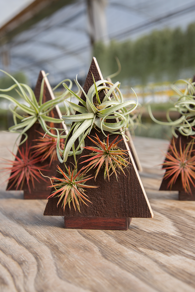 Christmas Tree w/Plants – Plantaflor USA, Inc.