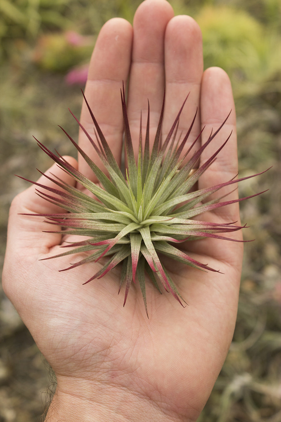 Wholesale Colorful Air Plants | Red Air Plants – Plantaflor USA, Inc.
