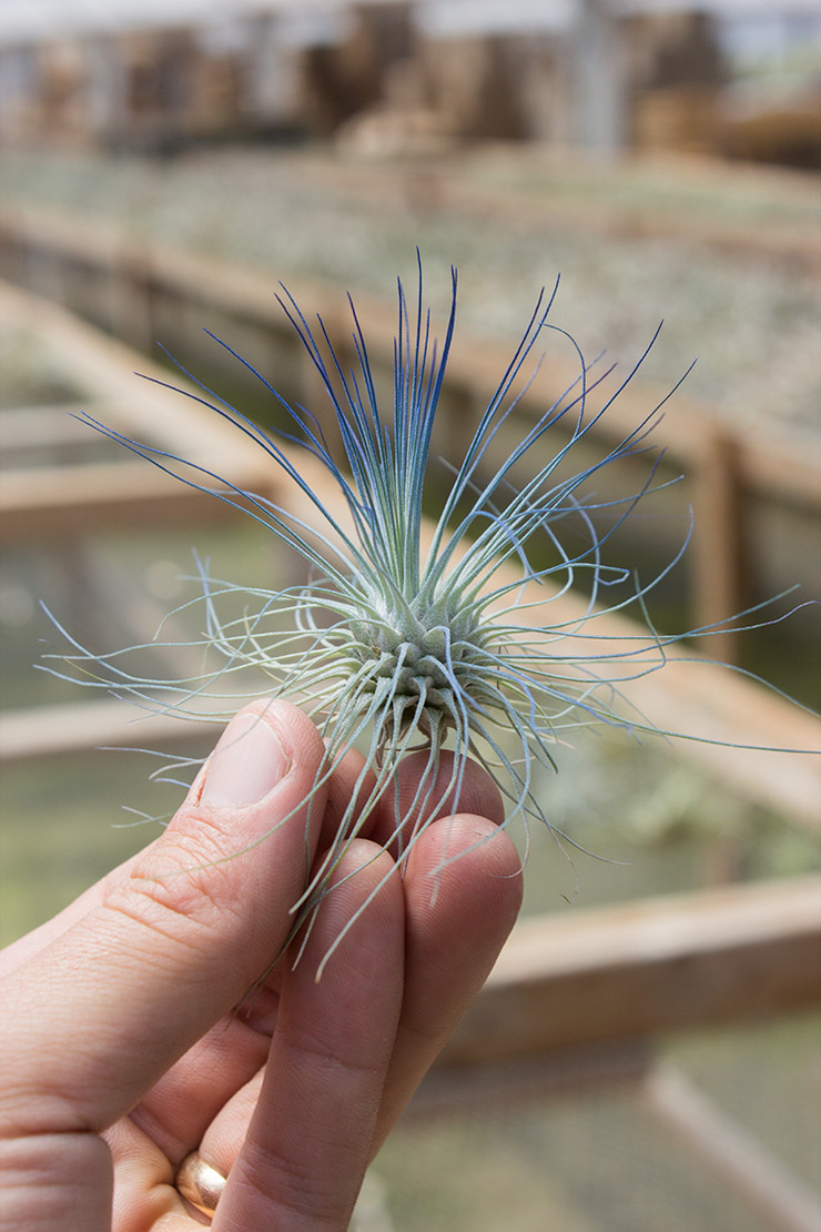 Wholesale Colorful Air Plants | Red Air Plants – Plantaflor USA, Inc.