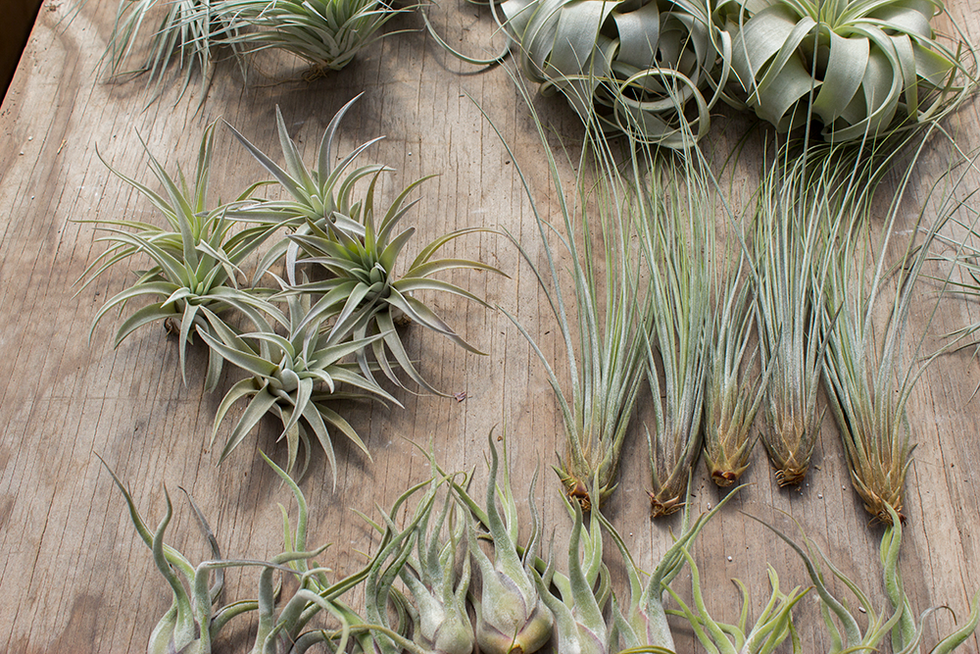 Wholesale Tillandsias & Accessories | Plantaflor – Plantaflor USA, Inc.