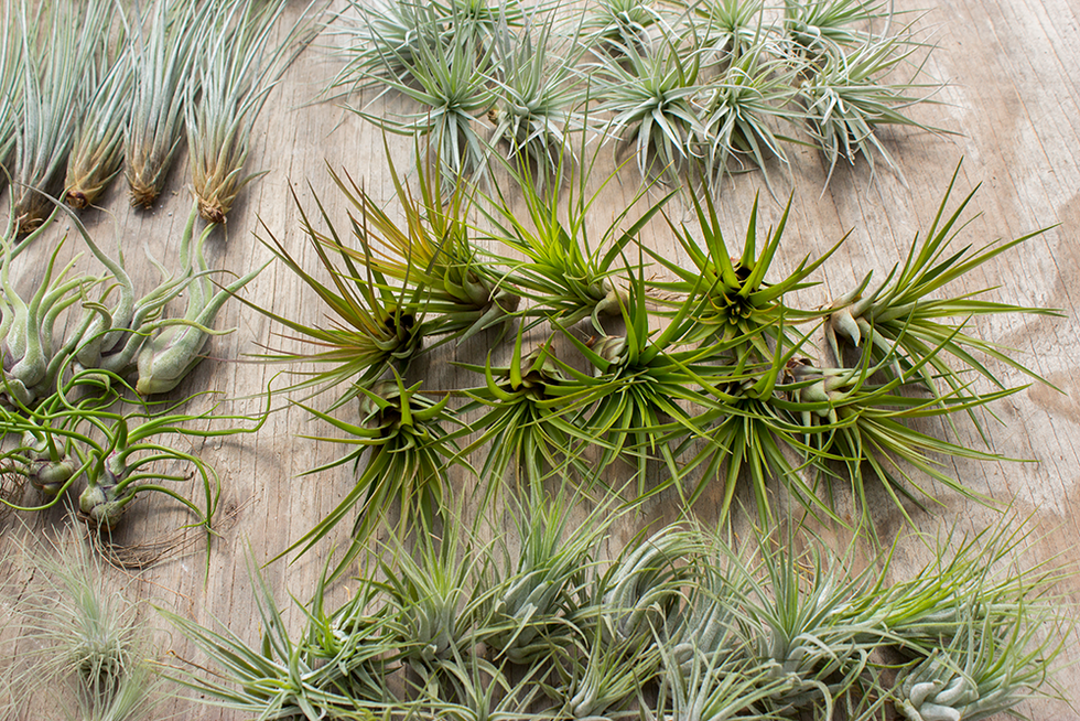 Wholesale Tillandsias & Accessories | Plantaflor – Plantaflor USA, Inc.
