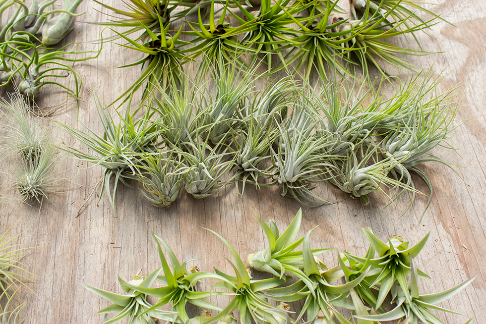 Wholesale Tillandsias & Accessories | Plantaflor – Plantaflor USA, Inc.