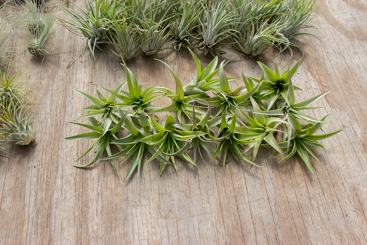 Wholesale Tillandsias & Accessories | Plantaflor – Plantaflor USA, Inc.
