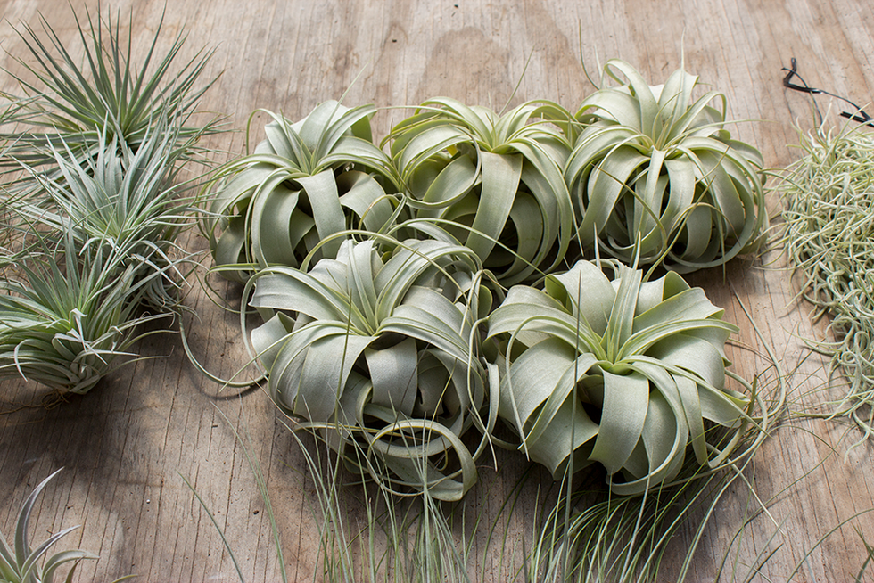 Wholesale Tillandsias & Accessories | Plantaflor – Plantaflor USA, Inc.