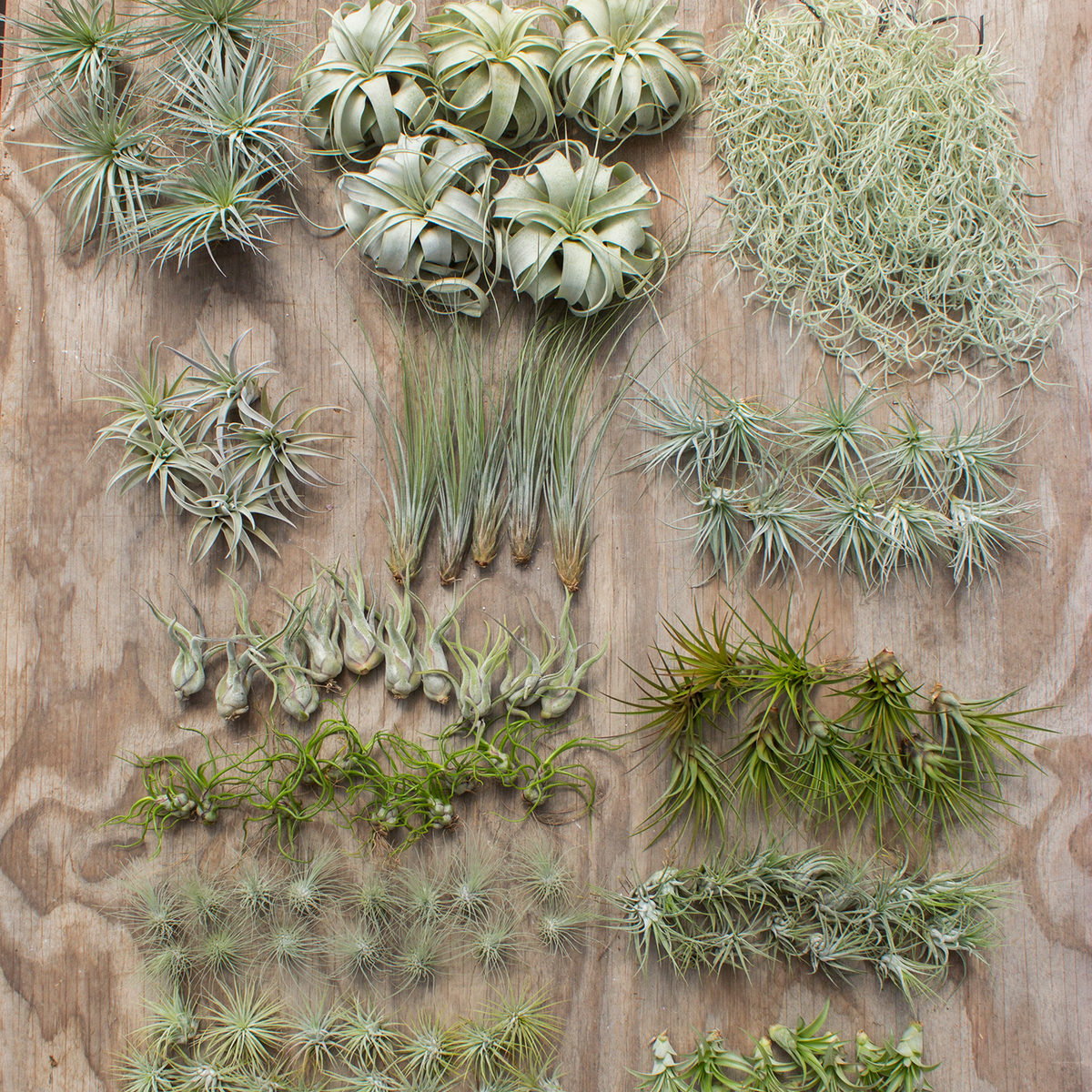 Wholesale Air Plant All Natural Starter Bundle – Plantaflor USA, Inc.