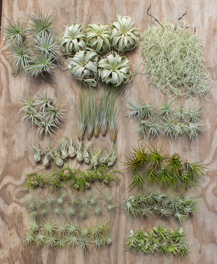 Wholesale Tillandsias & Accessories | Plantaflor – Plantaflor USA, Inc.
