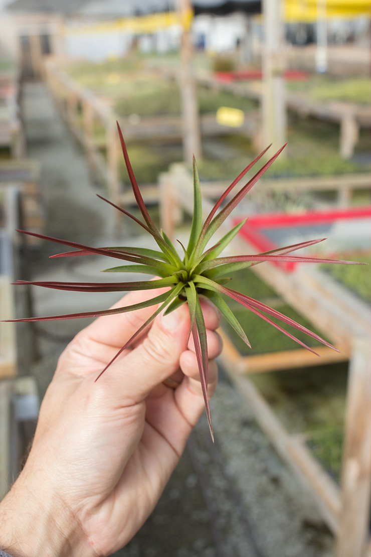 Wholesale Colorful Air Plants | Red Air Plants – Page 2 – Plantaflor ...