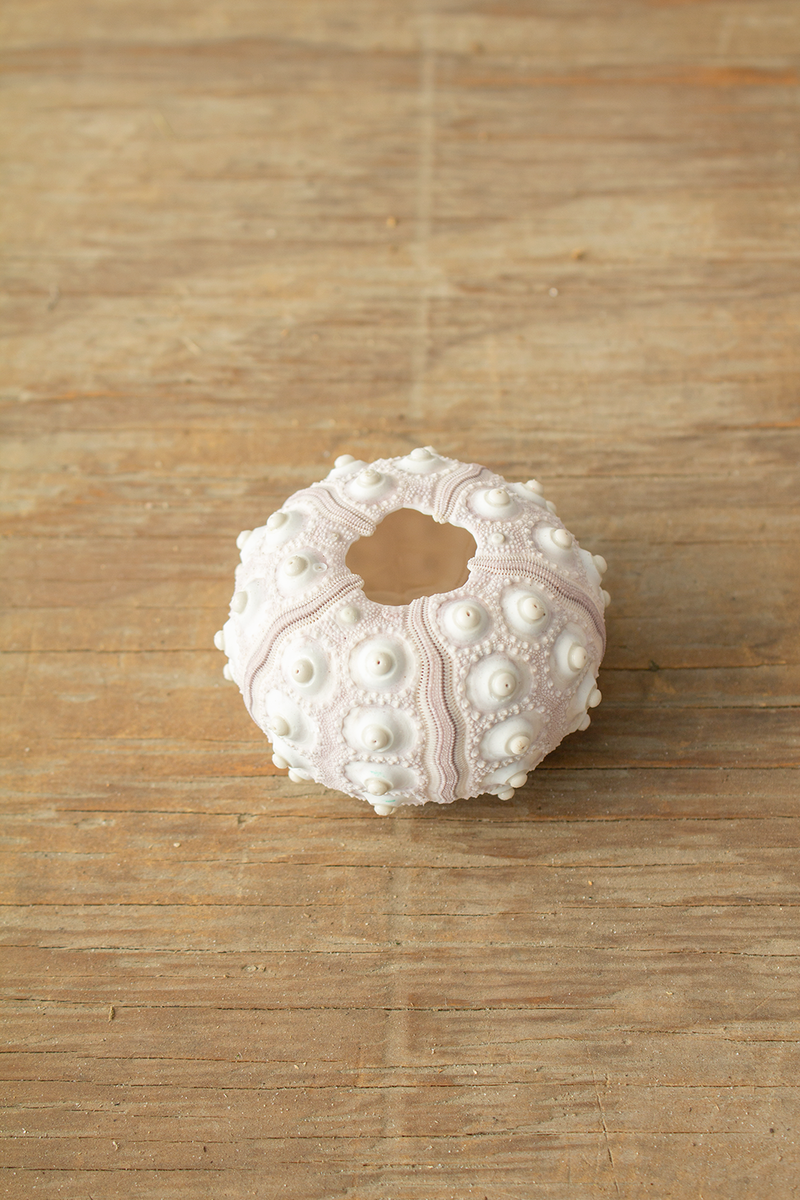 Sputnik Shell – Plantaflor USA, Inc.