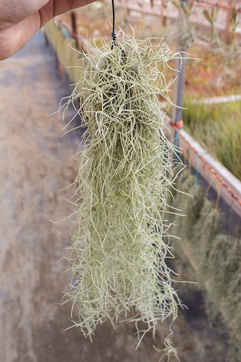 Moss – Plantaflor USA, Inc.